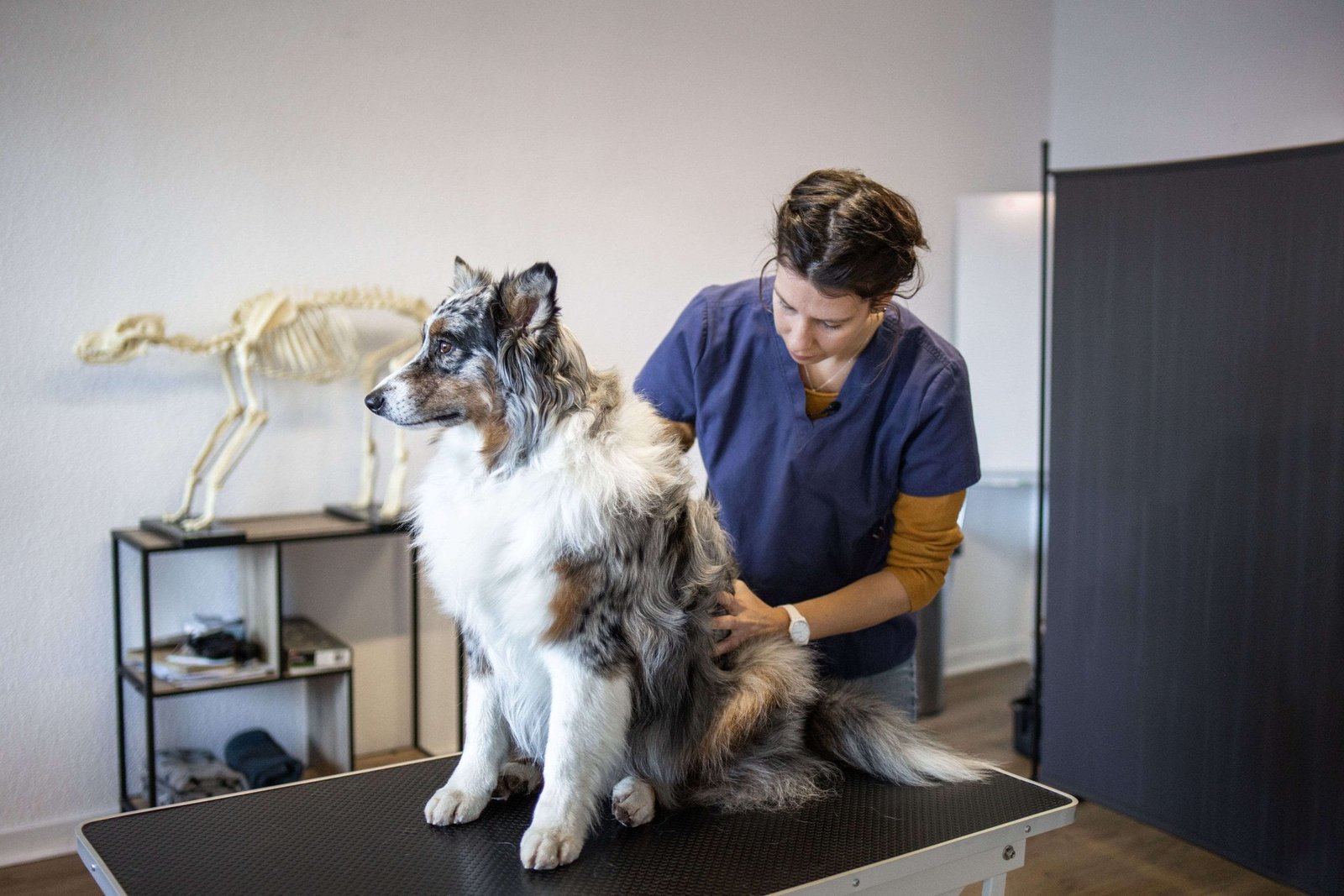 Ostéopathe animalier pour chiens, chats, chevaux et NAC – Ostéo Animal ...